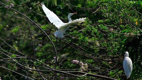 Kumarakom Tourism Bird Sanctuary Backwaters And Resorts