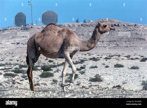 Bahrain 1979 Archival Image Of A Hobbled Camel Near The Earth Station At Jebel Ad Dukhan In
