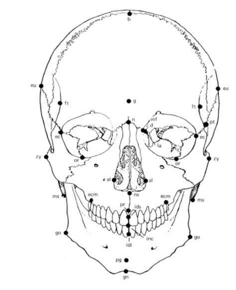 Anterior Craniometric Points Diagram Quizlet