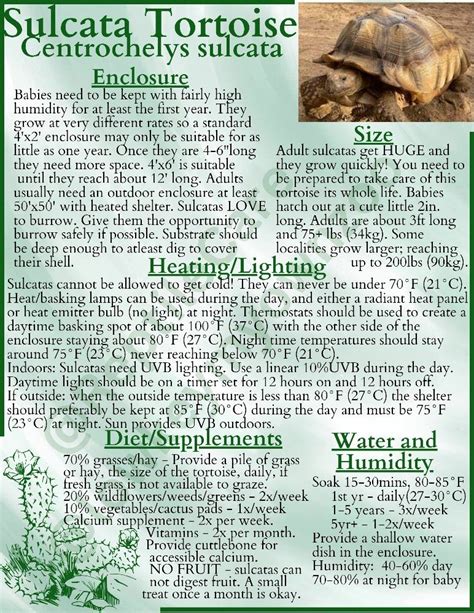 Sulcata Tortoise Care Guide Sulcata Tortoise Tortoise Care Sulcata