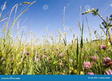 Grass Flowers Stock Image 53929147