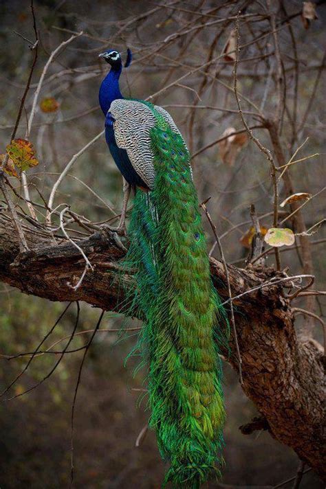 Pavo Cristatus India Blue Peacock Perched In Tree Birds Our