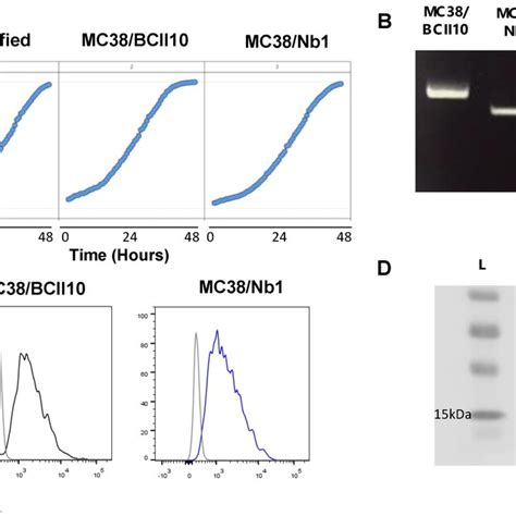 Mc38 Nb1 And Mc38 Bcii10 Show Similar Characteristics To Unmodified