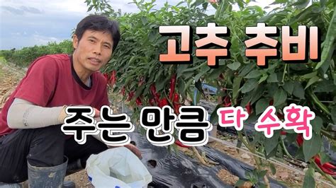 장마철 고추 추비 주는 만큼 다수확이 가능하다 추비 주는법 추비 종류 Youtube