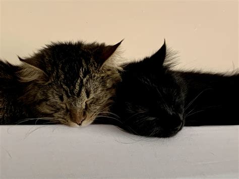 Sweet Sisters R Cats