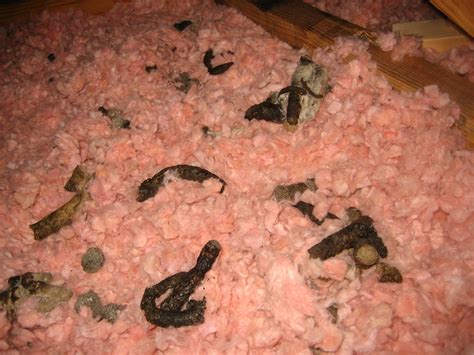 Raccoon Feces Photographs Is It Dangerous