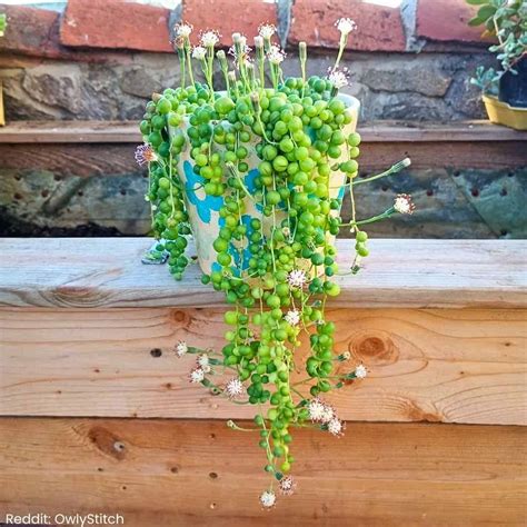 15 Indoor Hanging Plants Even Beginners Cant Kill Simplify Plants