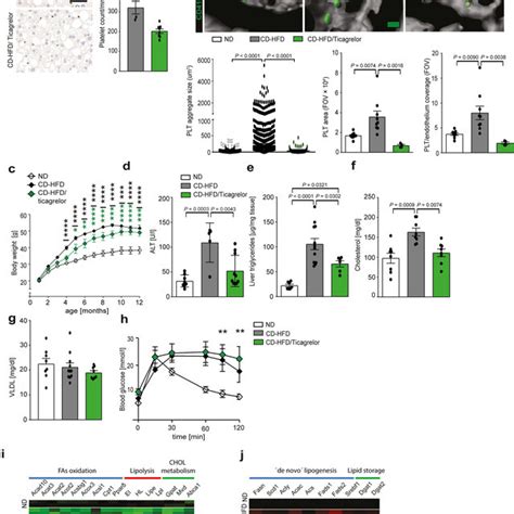 Hellmut Augustin Dvm Phd German Cancer Research Center Heidelberg Dkfz Division Of