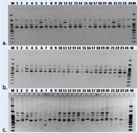 Dendrogram Of Twenty Four Sorghum Genotypes Generated By Upgma Based