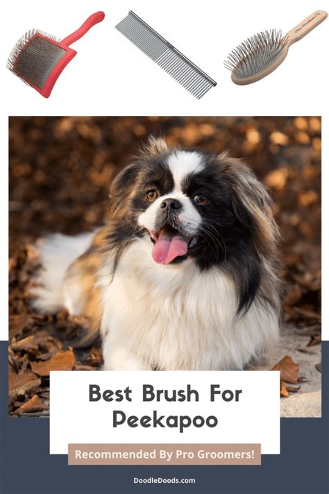 Best Brush For Cavapoo Reviews And Recommendations Doodle Doods