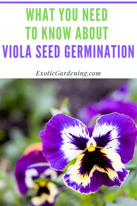 What You Need To Know About Viola Seed Germination Exotic Gardening