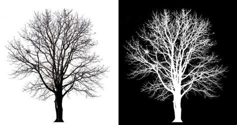 Tree Stencil Stock Photos Images And Backgrounds For Free Download