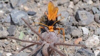 Tarantula Hawk How To Identify And Get Rid Of Them