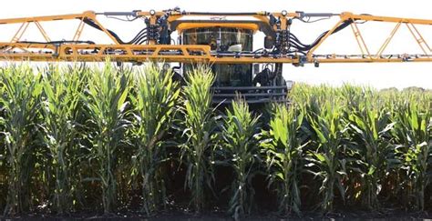 Shorter Corn Offers More Yield Potential