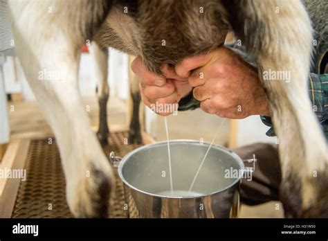 Close Up Of A Farmers Hand Milking A Goat On A Dairy Farm In Harrison