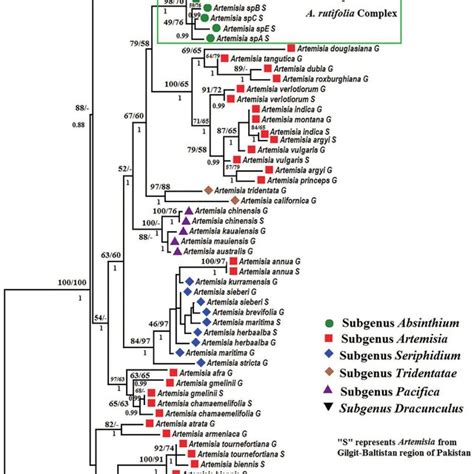 maximum likelihood ml consensus tree of combined its ets and