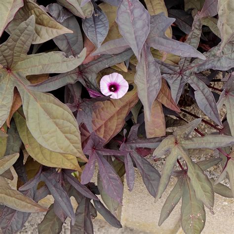 Ipomoea Batatas Sweet Potato
