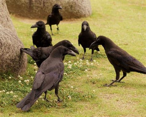 Best 13 What Appears To Be A Murder Of Large Billed Crows En M Wikipedia Org Wiki Large