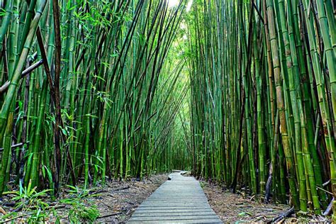 Pipiwai Trail Maui Bamboo Forest Hike To Waimoku Falls All You Need