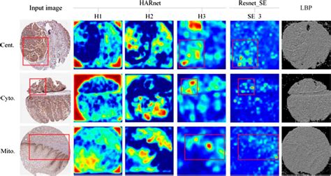 Frontiers Har Locator A Novel Protein Subcellular Location Prediction Model Of