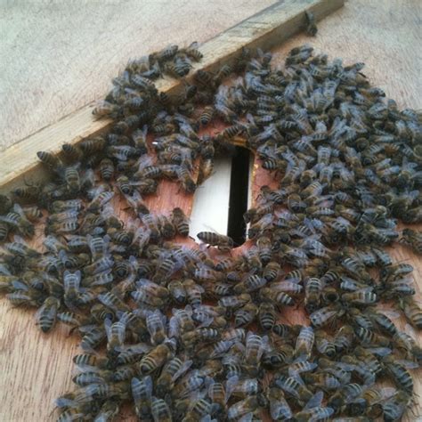 Honey Bee Project Noah