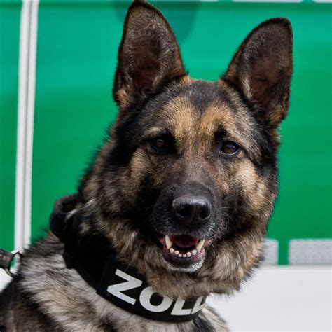 Die Tierdocs Drogenspürhund Will Aussteigen