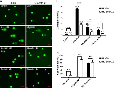 Like Etoposide Etoplatins Induced Chromosomal Dna Breaks And Cancer