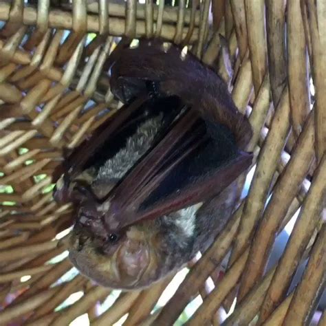 Austin Bat Refuge On Twitter Its Been Fun Hanging Out With You Bat Bud But Soon Youll Have