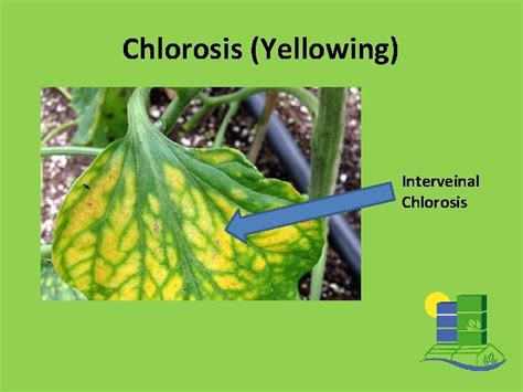 Tip Burn On Crops Grown Under Cea Conditions