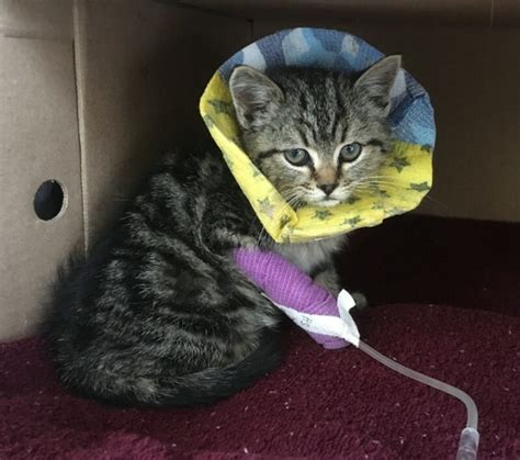 What Does A Positive Pcr Really Mean Lessons From Ringworm Parvo