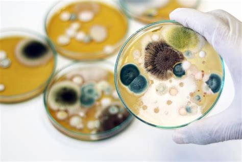 Mold Assessment And Testing For Mold Sensitized Individuals In Sarasota