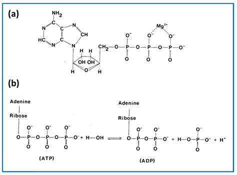 Myosin Structure