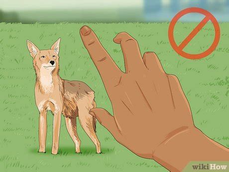 4 Ways To Deter Coyotes Wikihow