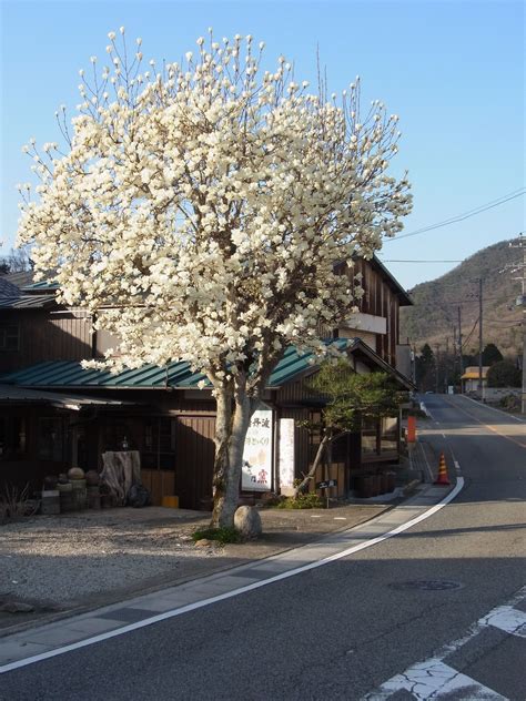 白木蓮ハクモクレン 夢みるきのこ 楽天ブログ