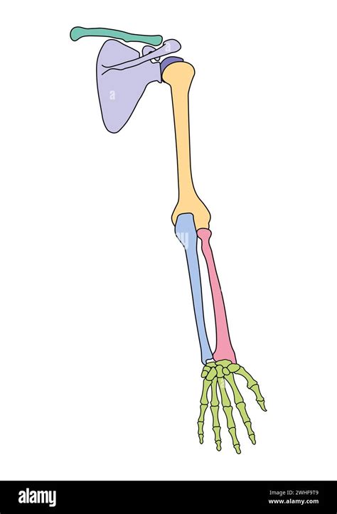 The Human Arm Anatomy At Erin Ayers Blog