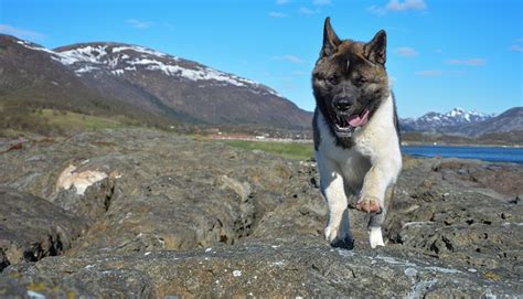 A Guide To Owning A German Shepherd Akita Corgi Mix Healthy Homemade