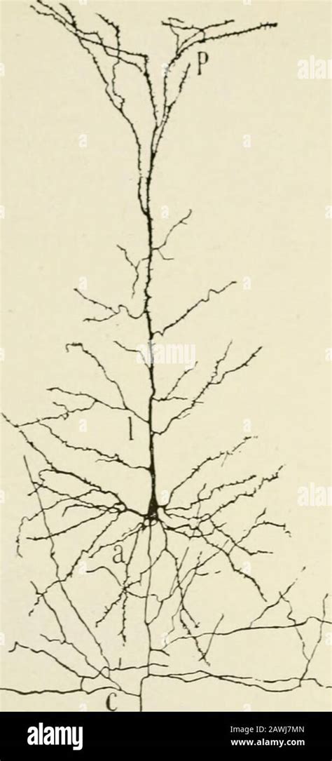 The Anatomy Of The Nervous System From The Standpoint Of Development