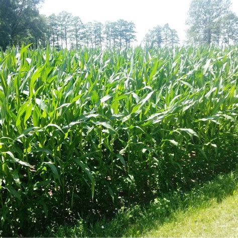 Gacha Makai 25kg Sohna Beej Kissan Seed Corporation Fodder Corn Seed Chara Makai F1 Maize Sona