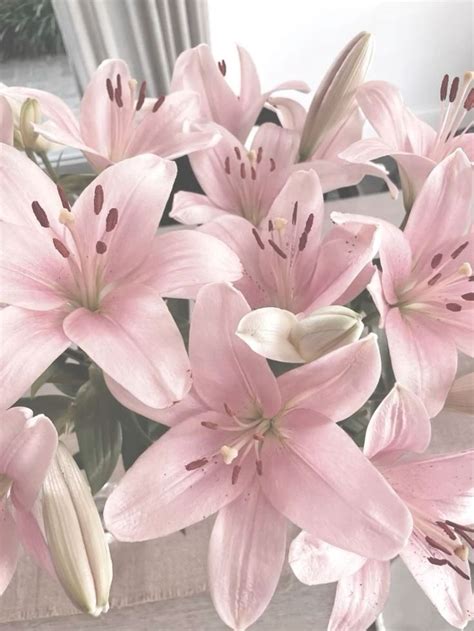 Pink And Brown Flowers Pink Aesthetic Vintage Lilly Lily Light Pink