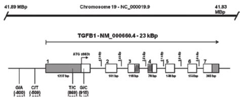 Schematic View Of The Genetic Organization Of Tgfb1 The Structure Of