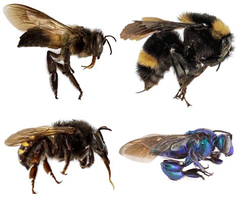 Corbiculate Bees [image] Eurekalert Science News Releases