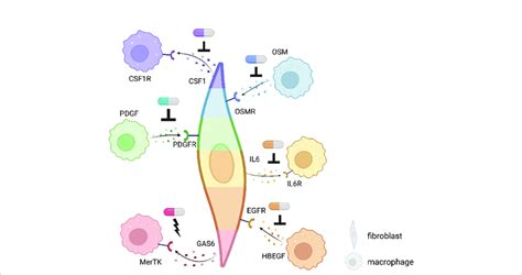 Potential Targets Of Fibroblast Macrophage Interacting Revealed By Download Scientific Diagram