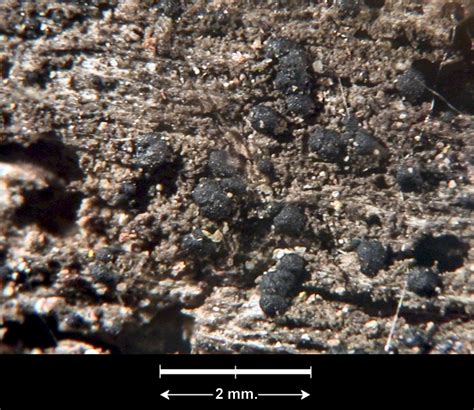 Micarea Botryoides Nyl Coppins Azorean Biodiversity Portal
