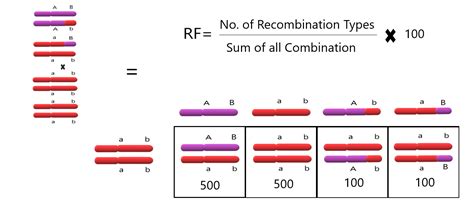 Gene Linkage And Crossing Over An In Depth Exploration