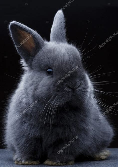 Conejo Conejito Gris