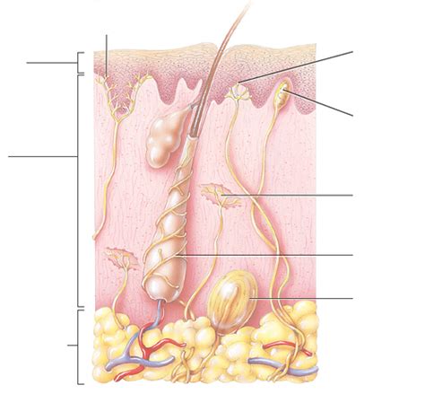 Test Flashcards Quizlet