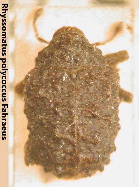 Rhyssomatus Polycoccus Fahraeus 1837