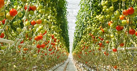 Pilot Demand Forecasting For The Dynamics 365 Platform