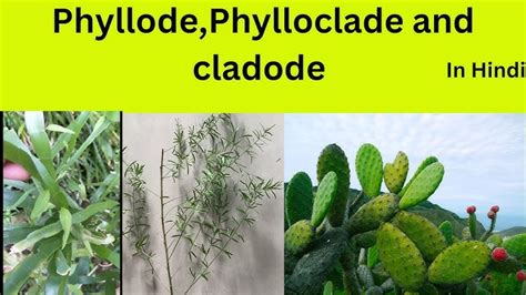 Cladode