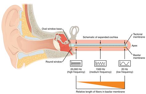 Sensory Perception · Anatomy And Physiology